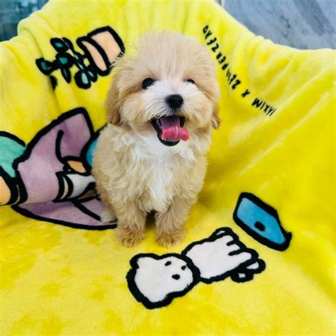 말티푸 버터 닥스훈트무료입양사이트 도베르만무료입양사이트 말티치무료입양사이트 말티폼무료입양사이트 보더콜리무료입양사이트 프렌치불독무료입양사이트 빠삐용무료입양사이트 파피용무료입양