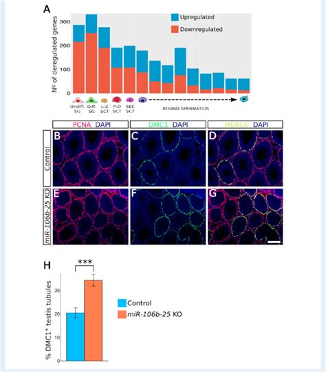 Gene Expression Alterations And Delayed Cycle At Early Spermatogenesis