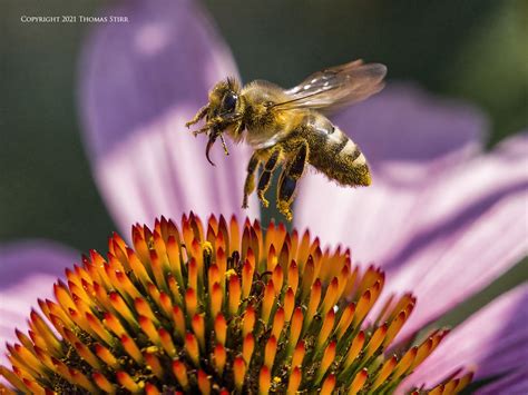 Working Around Rolling Shutter Small Sensor Photography By Thomas Stirr