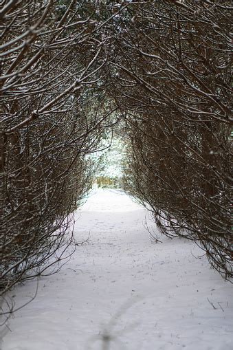 라다는 소나무와 왕관을 심었습니다 겨울의 이야기와 크리스마스 트리 디자인에 대한 아름다운 배경 0명에 대한 스톡 사진 및 기타 이미지 Istock