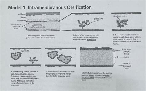 Solved Model 1 Intramembranous Ossification 1