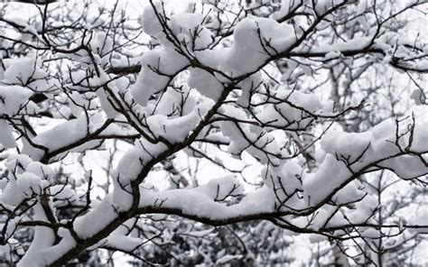 Tree Safety Donovan Arborists