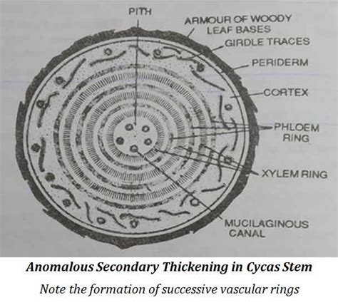 Anatomy Of Cycas Easybiologyclass