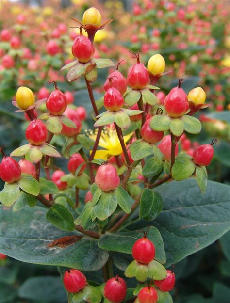 Hypericum Berries Flowers Featured Content Lovingly
