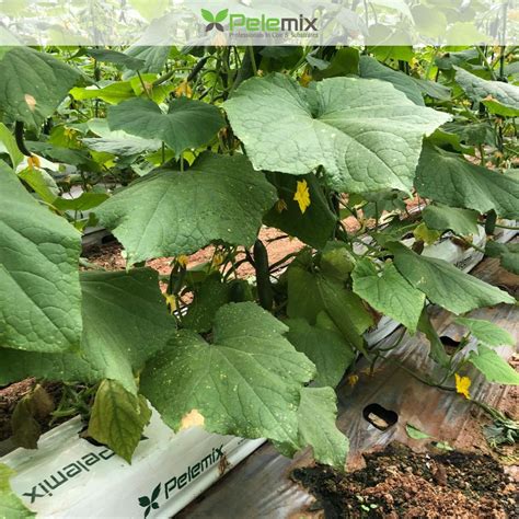 Pelemix Ltd On Linkedin Pelemix Growbags Cococoirsubstrate Cucumbercrops…