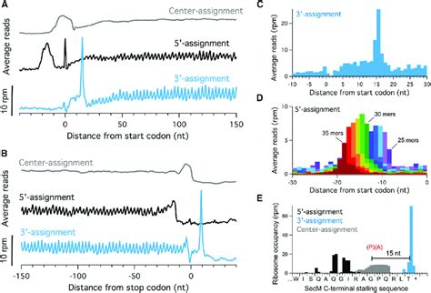 Three Strategies For Assigning Ribosome Occupancy A Average Ribosome Download Scientific