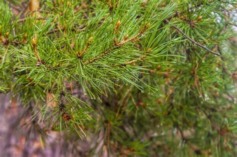 Pine Tree Needles Closeup Stock Image Image Of Garden