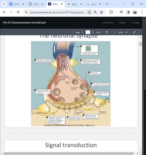 Pm 275 Lecture 7 Synapses And Chemical Neurotransmission Flashcards Quizlet