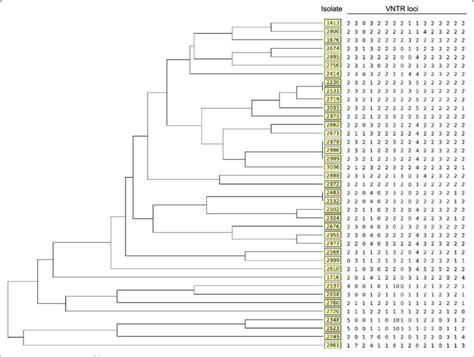 UPGMA Dendrogram Based On The Allelic Profiles Of The M Download Scientific Diagram