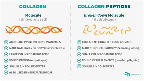 Collagen Vs Collagen Peptides Aka Hydrolyzed Collagen