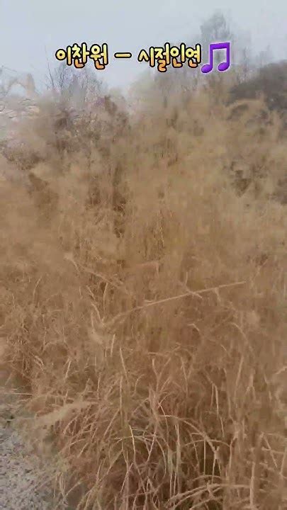 산책 🚶‍♀️이찬원의 시절인연🎵💕 Youtube