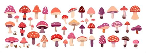 다양한 종류의 버섯 수집 프리미엄 벡터