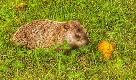 Groundhog Day Forecasters