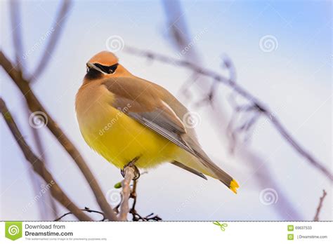 Cedar Wax Wings Clipart 20 Free Cliparts Download Images On