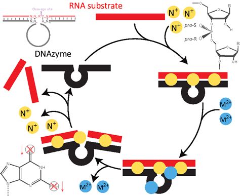 Molecules Free Full Text Molecular Features And Metal Ions That