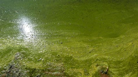11 Types Of Algae With Their Example Biology Notes Online