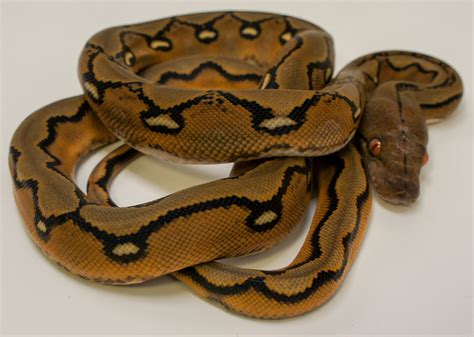 Sunfire Reticulated Python Traits Morphpedia