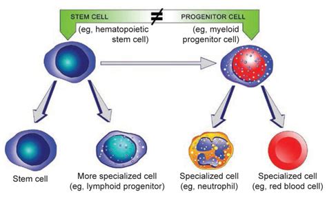 The Various Progenitor Precursor Cells Seen Here Are More Download Scientific Diagram