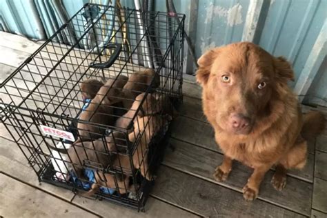 Жінка врятувала бродячу собаку а потім виявилося що у неї вісім цуценят