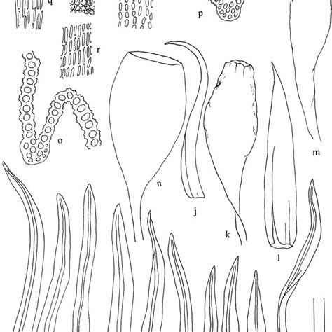 Macromitrium Japonicum From Koponen Et Al 54775 — A Median