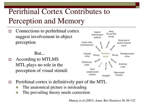 Ppt Involvement Of Medial Temporal Lobe Structures In Memory And