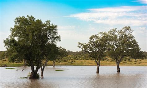 Premium Photo Trees In A Flooded Landscape