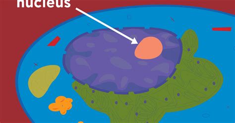 Nucleus Definition