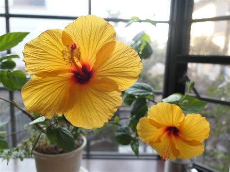 車好き隠居 ハイビスカスの花が