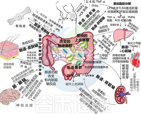 如何理解有害菌病原菌致病菌 谷禾健康