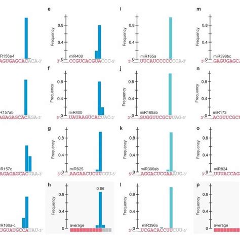 Small Rna Sequence Variation Caused By Variability In The Position Of Download Scientific