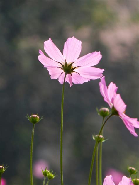 Mayapur 고요한 꽃 꽃무늬 꽃이 만개한 꽃이 피는 꽃잎 매크로 보케 봄 분홍색 분홍색 꽃 서 뱅갈