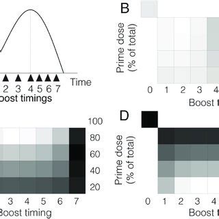 Numerical Simulations Of The Model Of T Cell Dynamics In PB Vaccines Download Scientific