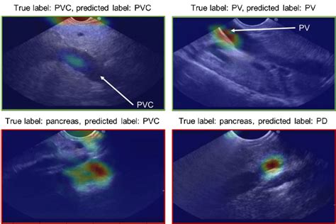 Visual Examples Of Class Activation Maps The Top Row Shows The Map Of
