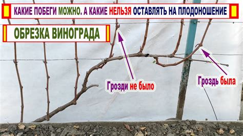 🍇ВАЖНЫЙ СОВЕТ при обрезке винограда Можно ли оставлять ПЛОДОНОСНЫЕ БЕСПЛОДНЫЕ побеги НА