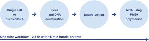 Workflow Of The Whole Genome Amplification Using The Qiaseq Single Cell