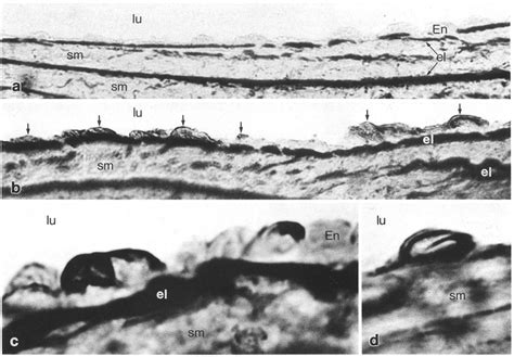 A D Light Micrographs Of Semithin Sections Labelled For Vp Download Scientific Diagram