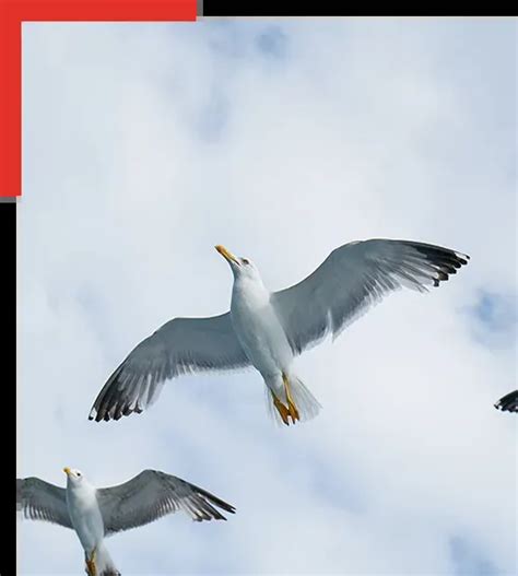 Seagull Control In London Pestcure Ltd