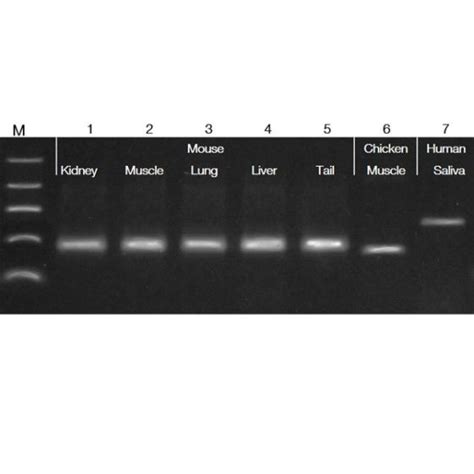 Flash Extract Pcr Kit Azura Genomics