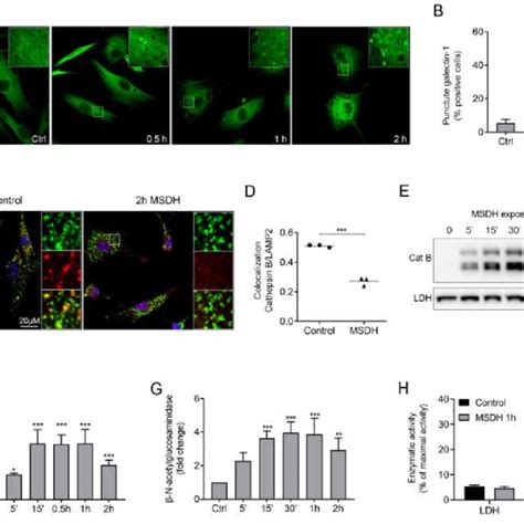 Lysosomal Membrane Permeabilization In Response To Msdh Treatment