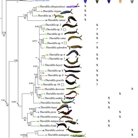 Bayesian Phylogenetic Hypothesis Based On Concatenated Dna Sequences Of