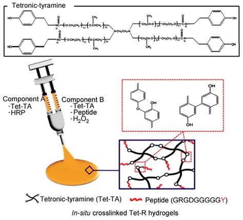 Synthetic Biodegradable Functional Polymers For Tissue Engineering A Brief Review Pmc