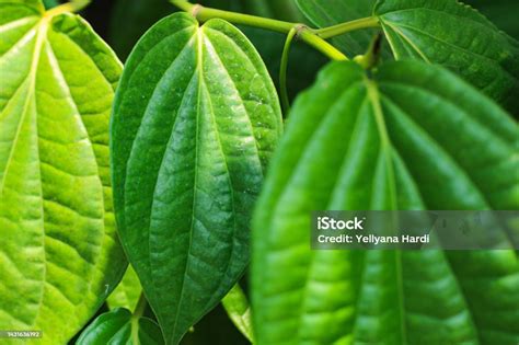 Daun Sirih 또는 빈랑 잎 포도 나무를 재배하는 인도네시아의 열대 식물 인도네시아 문화에서 잎과 과일은 감비어 아레카 너트 담배 및 석회로 씹을 수 있습니다 0명에