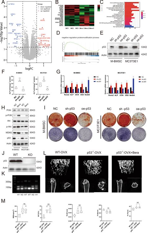 beraprost ameliorates postmenopausal osteoporosis by regulating nedd4