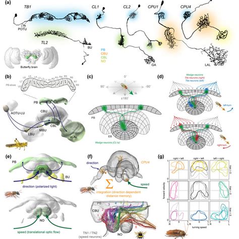 Pdf Unraveling The Neural Basis Of Insect Navigation
