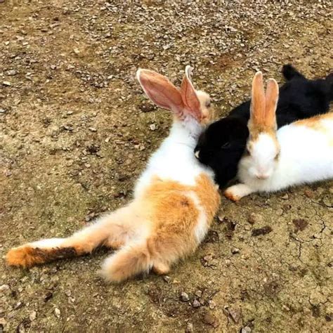 Bunny Tails 14 Questions Answered About A Rabbits Tail