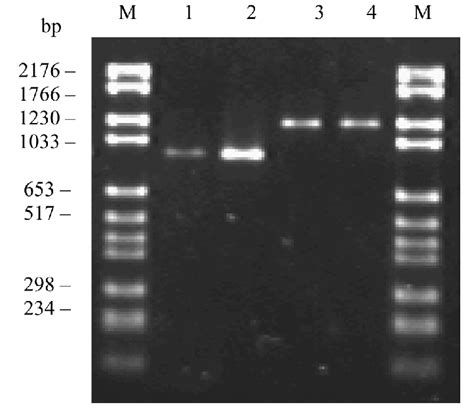 Amplicons Of The Genes Encoding Staphylococcal Capsular Polysaccharide Download Scientific