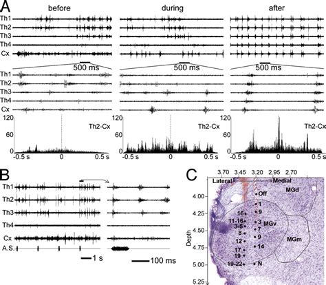 Corticothalamic Synchronization Leads To C Fos Expression In The Auditory Thalamus Pnas
