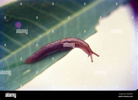 Unsegmented Worm