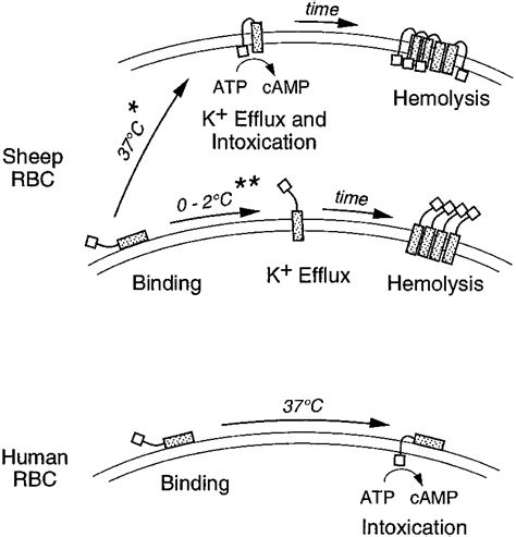Human Erythrocytes Are Resistant To K Efflux Produced By Ac Toxin Download Scientific Diagram