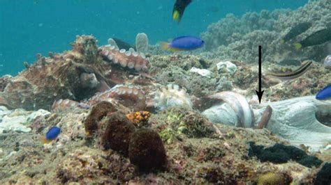 Cephalopod Sex And Reproduction Page 2